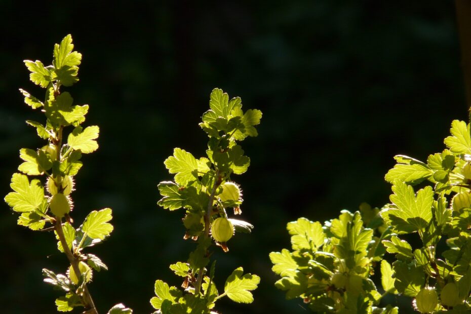 Groseillier à Maquereaux - Pepinières Cailleau