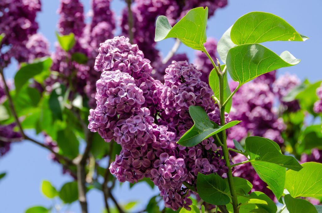 Lilas Commun - Pepinières Cailleau