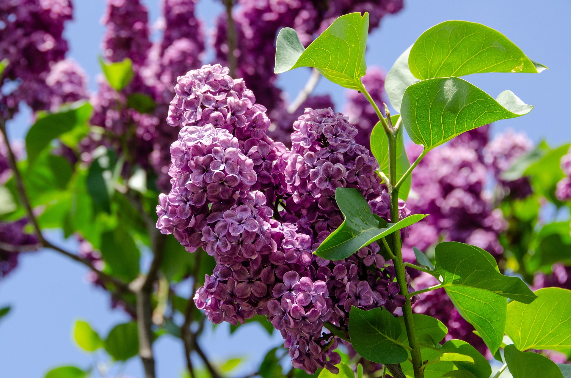 Lilas Commun - Pepinières Cailleau