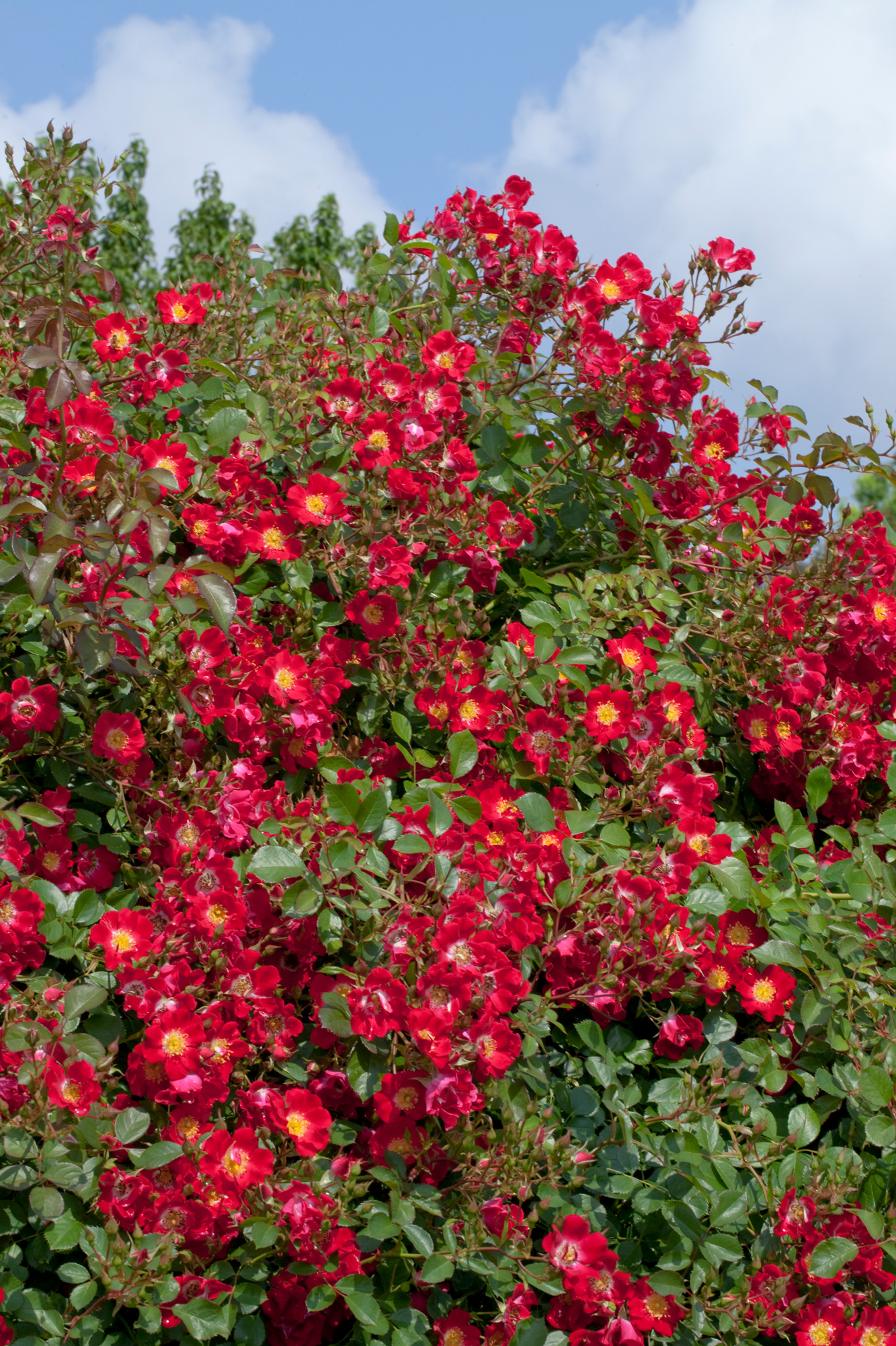 Rouge Meillandecor® - Pepinières Cailleau