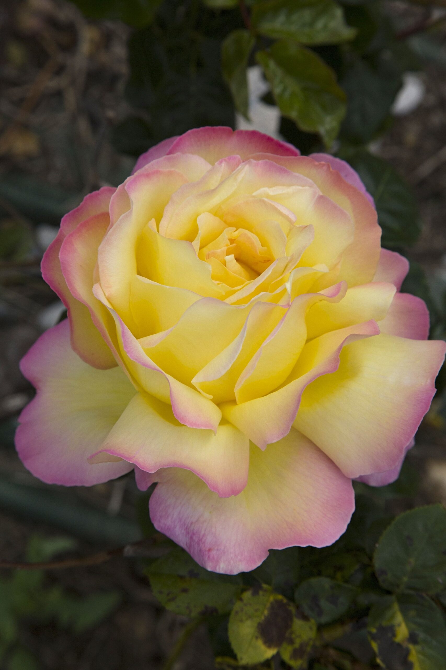 Madame A. Meilland® - Pepinières Cailleau