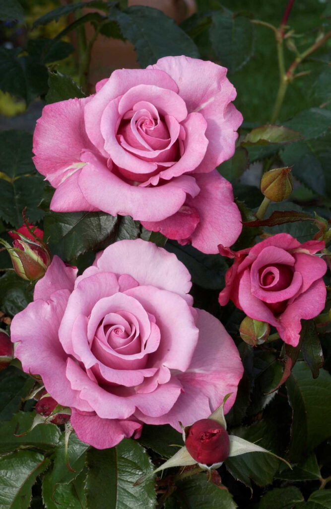 Barbara Streisand® - Pepinières Cailleau