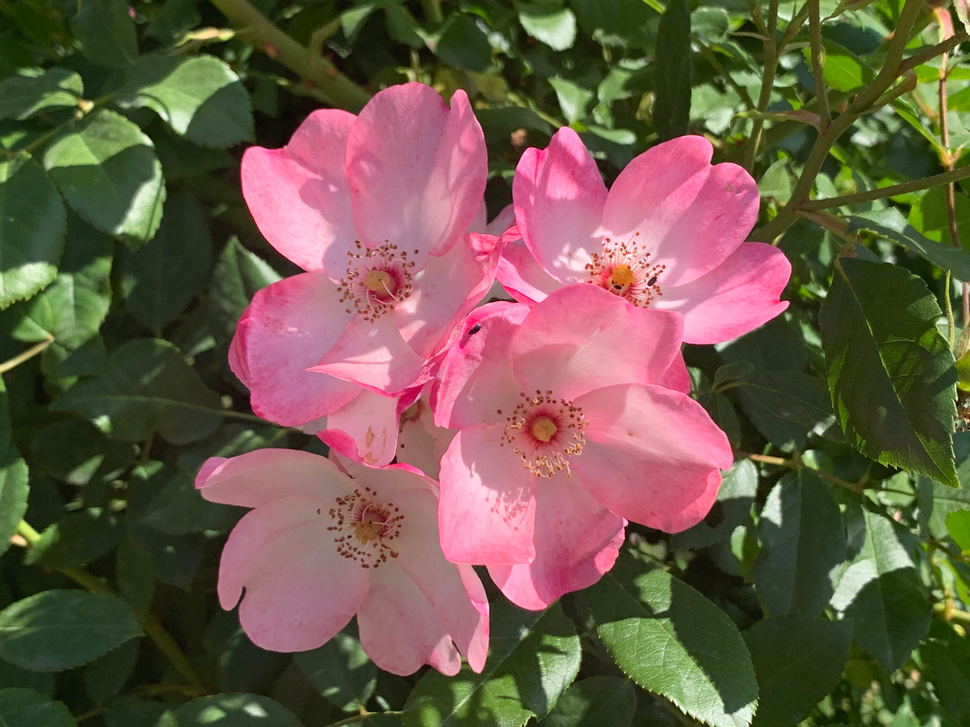 Rush Rose Nirp® - Pepinières Cailleau