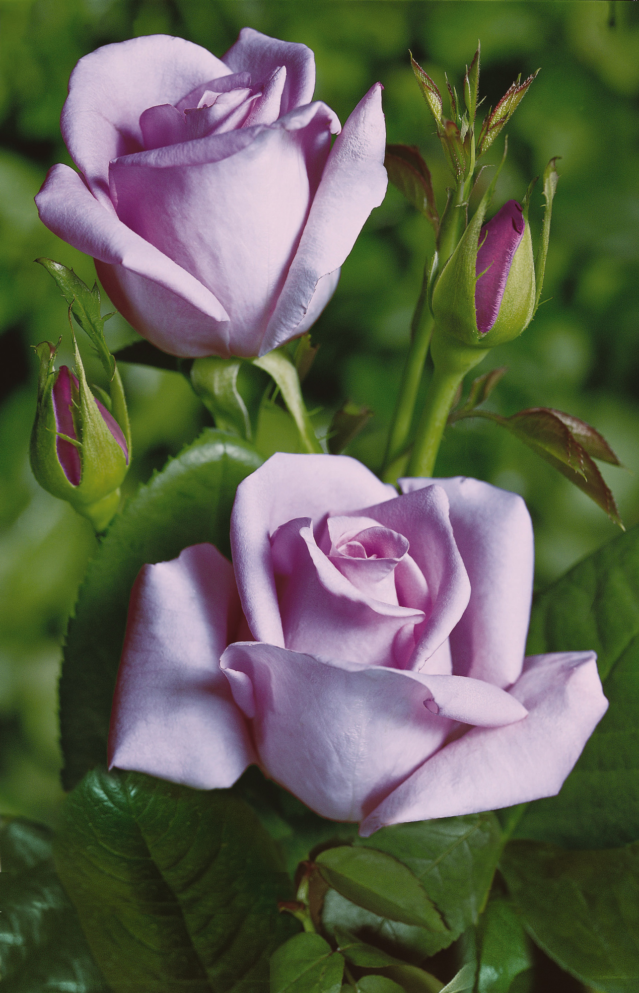 Sissi® - Pepinières Cailleau