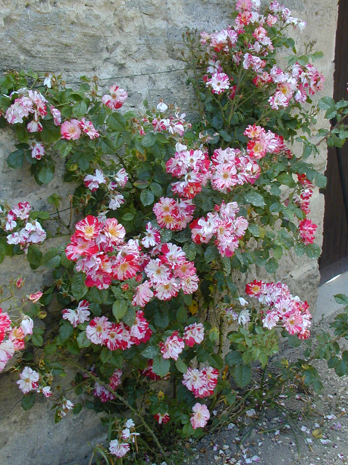 Hanabi® - Pepinières Cailleau