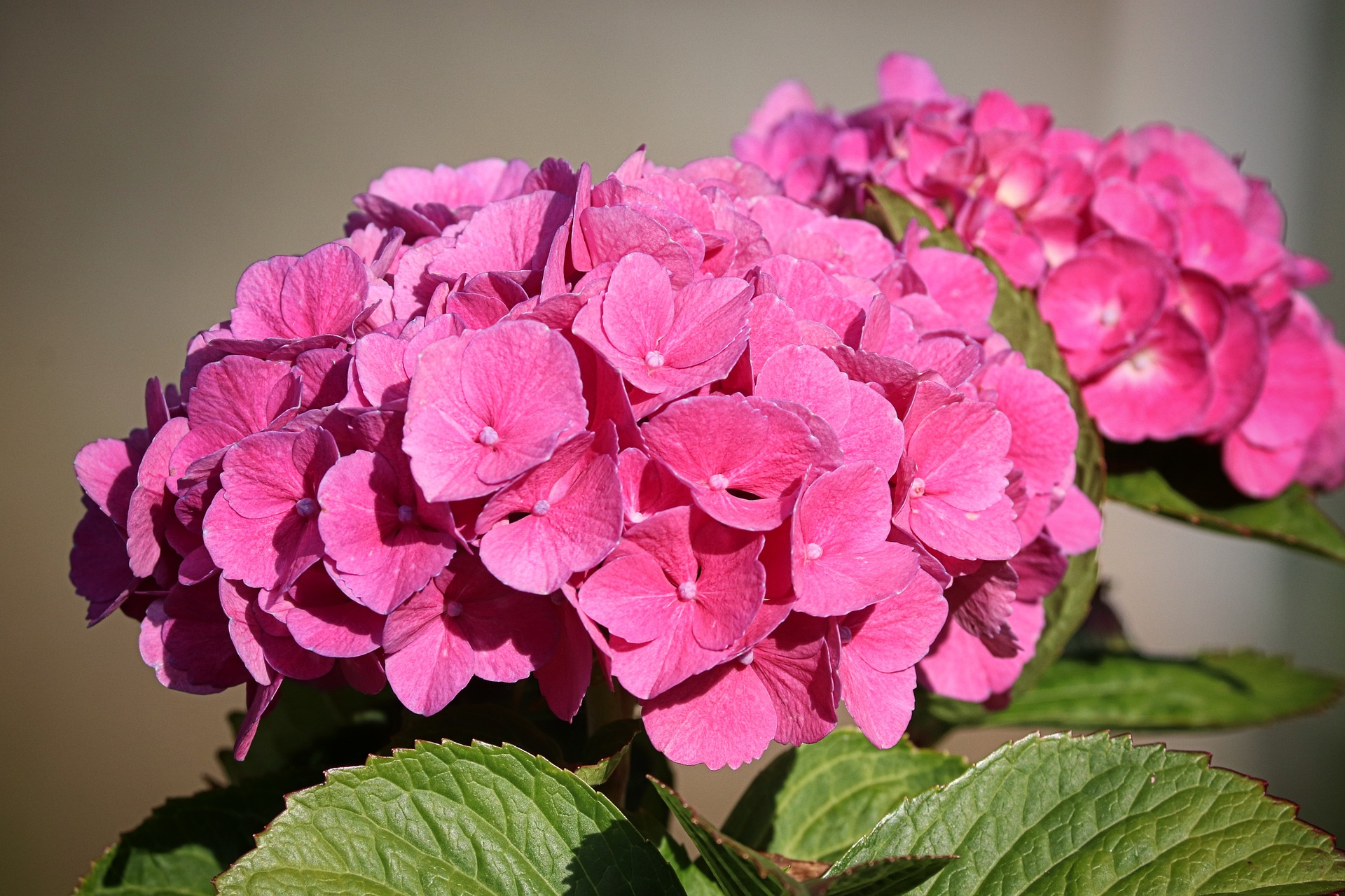 Hydrangea, Rose et Rouge - Pepinières Cailleau