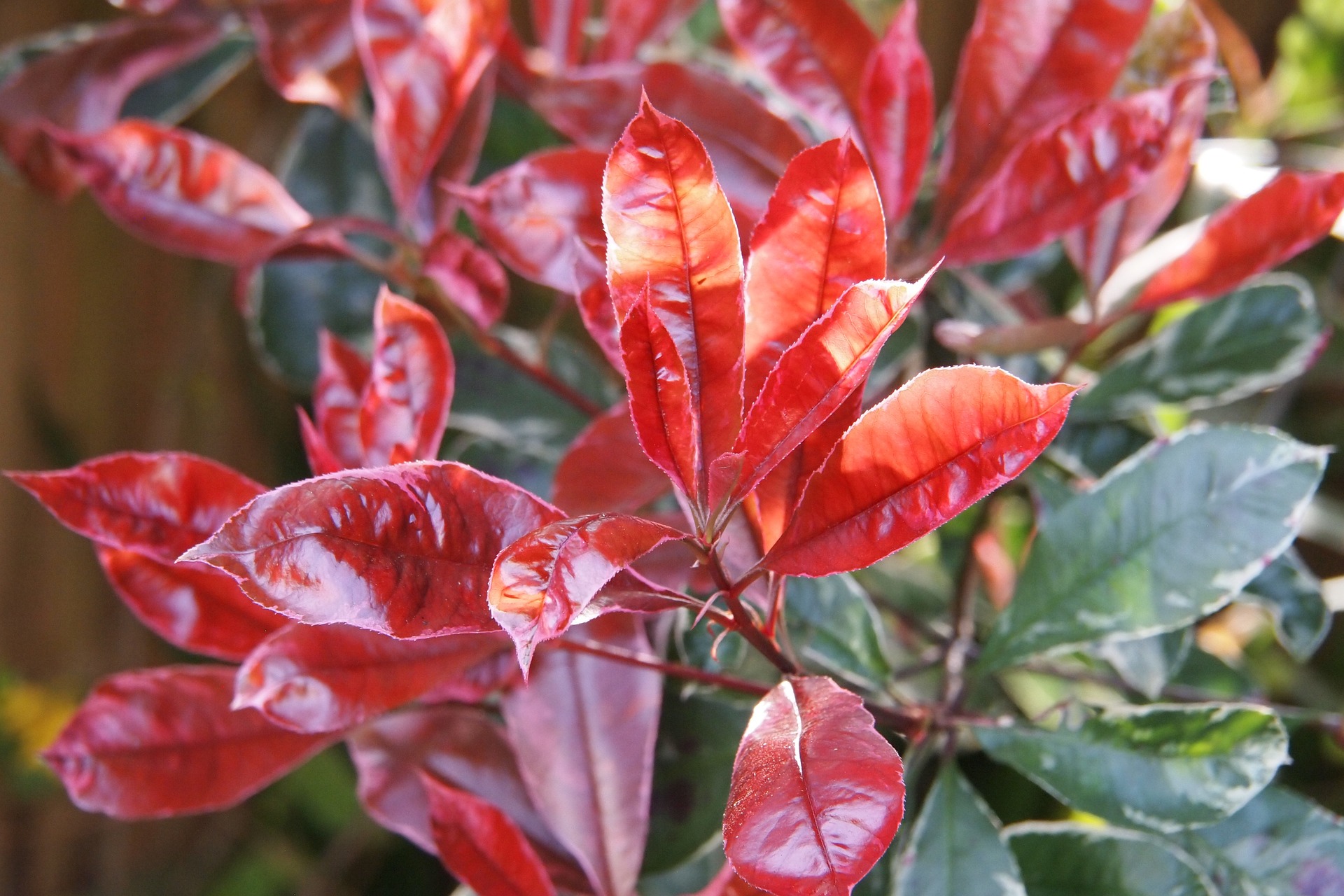 Photinia Red Robin - Pepinières Cailleau
