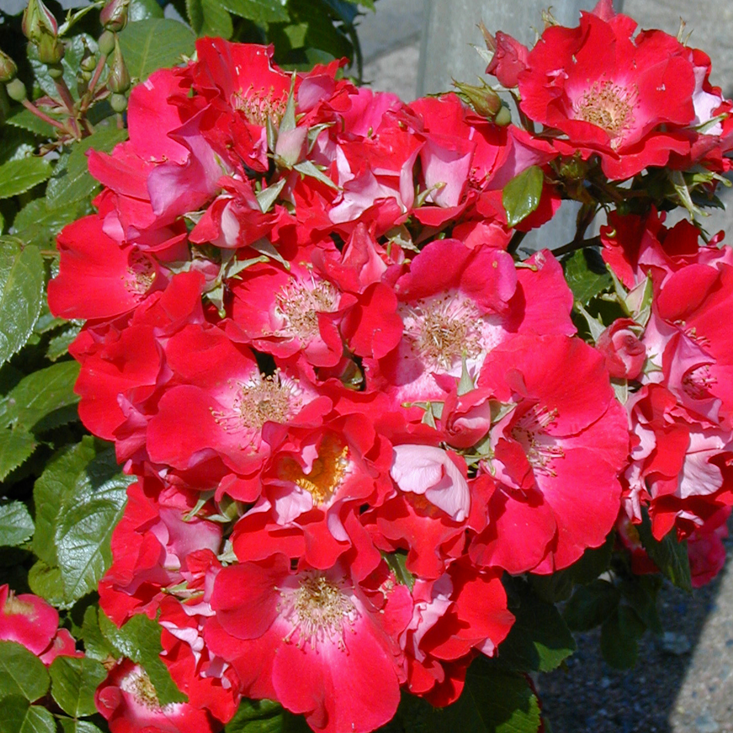 Red Dot Sunflor® - Pepinières Cailleau
