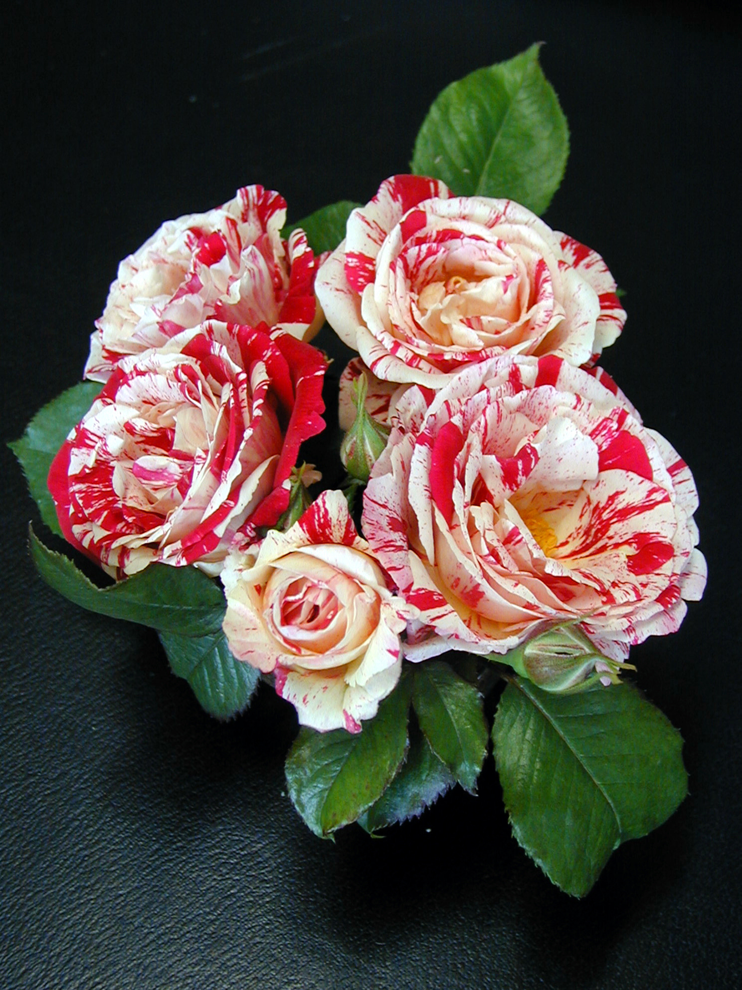 Scentimental Sunflor® - Pepinières Cailleau